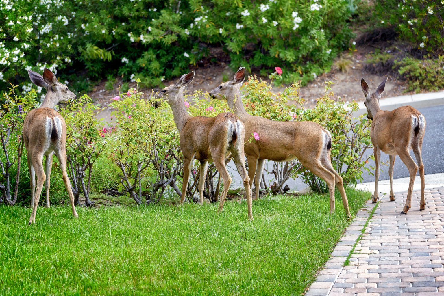 How to Make Natural Deer Repellent - Countryside